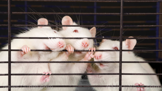 Rats-Mice-Cage-Experiment-Lab – Adventistas.Com